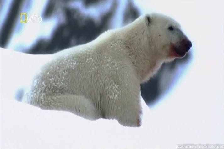Discovery Blog: Documentários National Geographic: Ataque animal