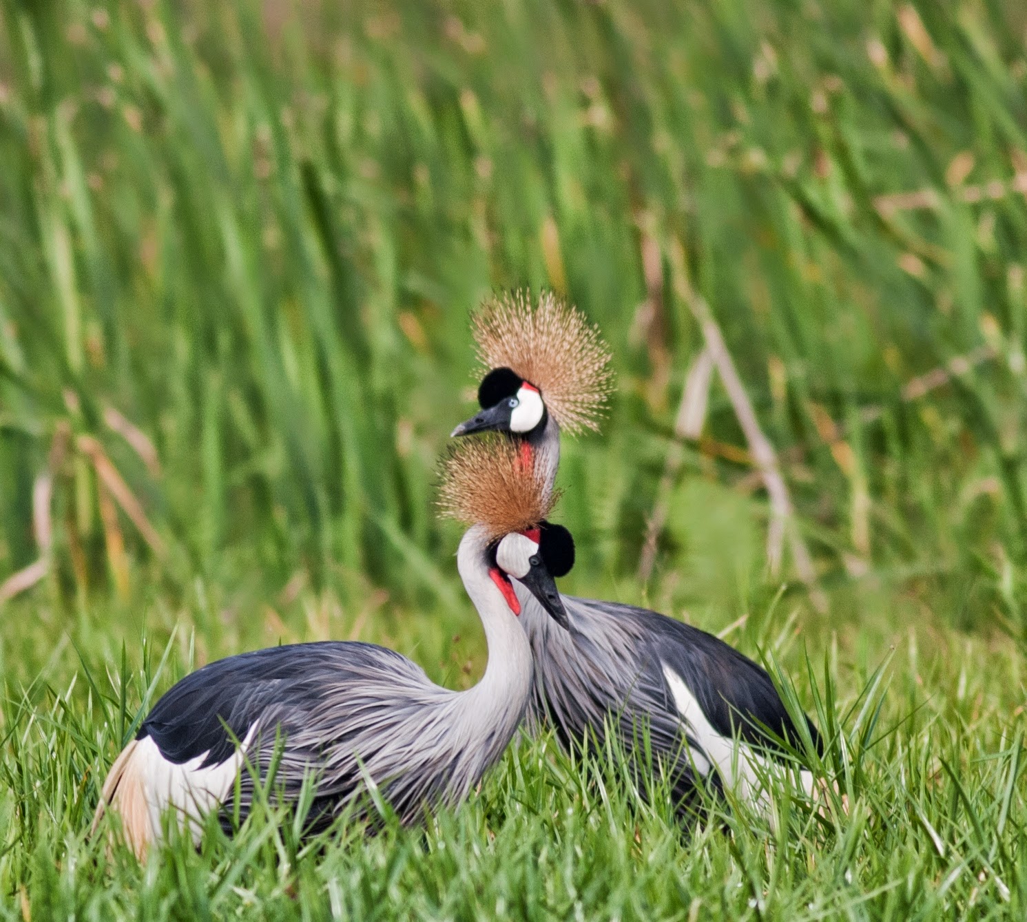 CROWNED CRANE photos - wallpapers | the fun bank