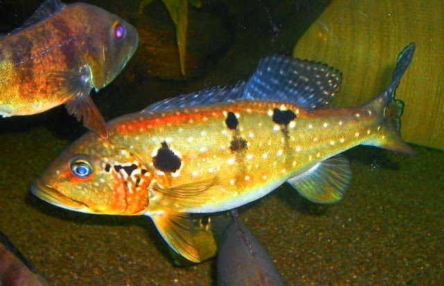 Peacock Bass (Cichla S.P) - Penggila Ikan Hias