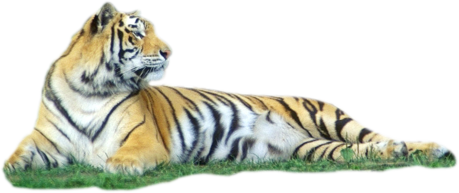 GEOGRAFI LINGKUNGAN: HARIMAU ; KUCING BESAR LORENG PENGUASA RIMBA BELANTARA