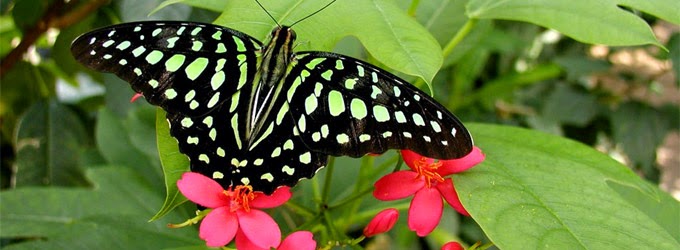 LAS MARIPOSAS DE COSTA RICA: El bello mundo de las mariposas en Costa Rica