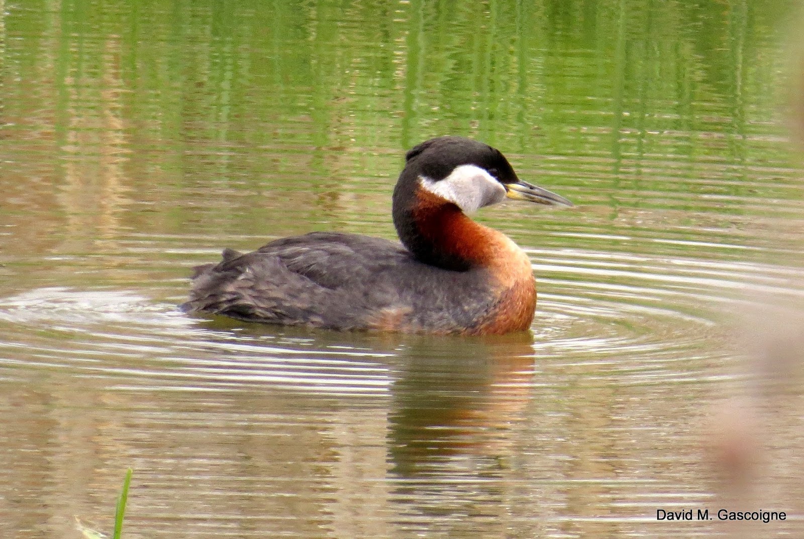 Special sightings in Waterloo Region - Travels With Birds