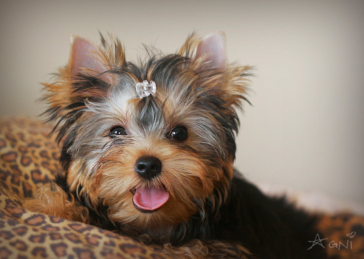 Maya and friends: Tips και προϊόντα για όμορφο τρίχωμα