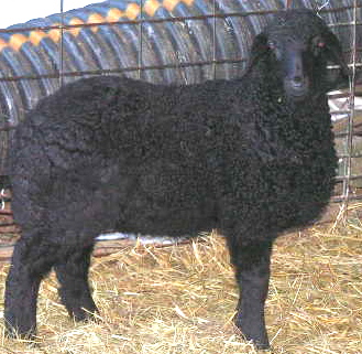 Ewespun Fiber Mill at Old Man Wool Farm: Karakul Sheep