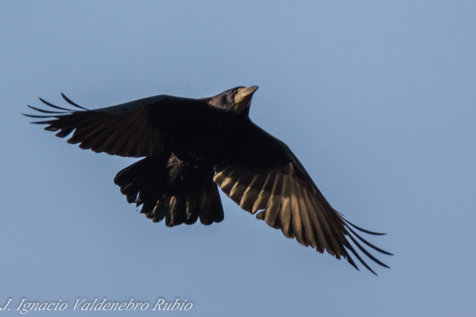 DocNatureBlog: Un ave con un aspecto poco agraciado y con enigma. Graja ...