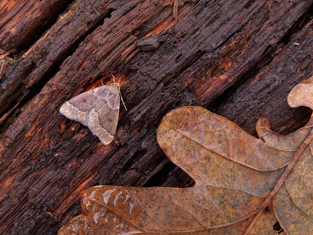 Blue Leaf Nature News: Early arrival of a winter-flying moth