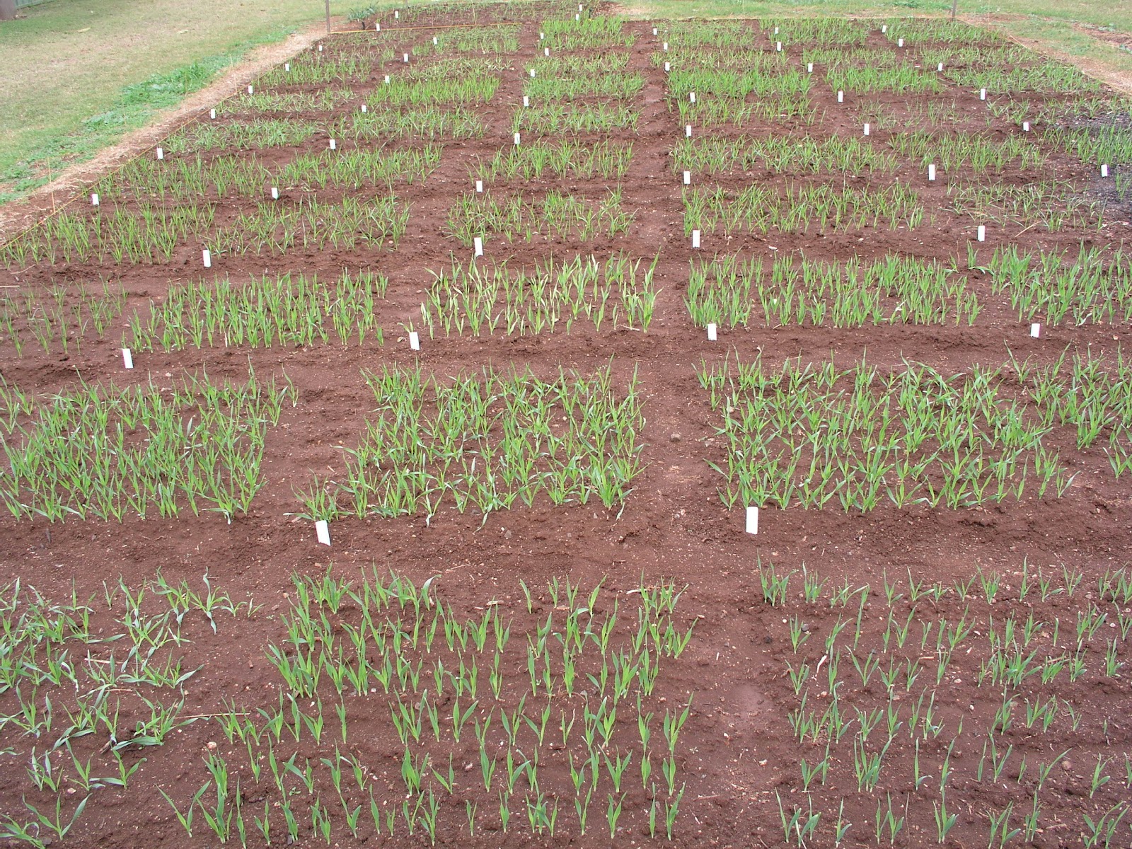 Ancient Wheat and Barley Trials: Trial Plot Photos and Preliminary ...
