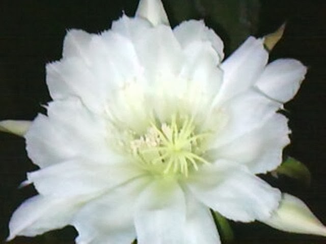 NATUREZA EM FOTOS: FLOR DO MANDACARU