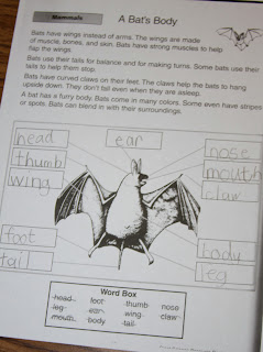 A Learning Journey: Bat Unit: Anatomy