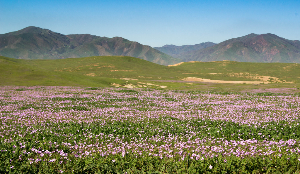 Earth and Space News: North American Storksbill Gardens for Wild ...