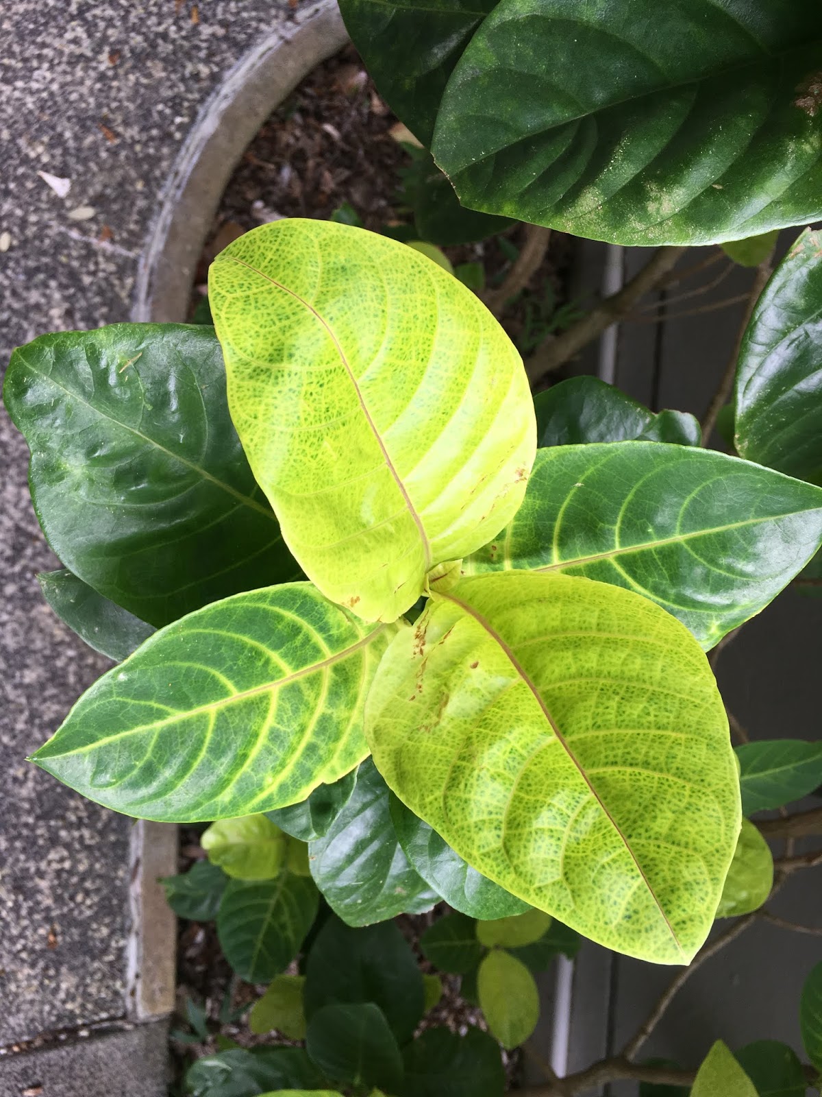 Pseuderanthemum carruthersii var. carruthersii (Variegated False ...