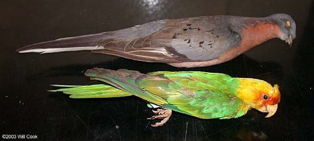 Parrot talk: The sad tale of the Carolina Parakeet