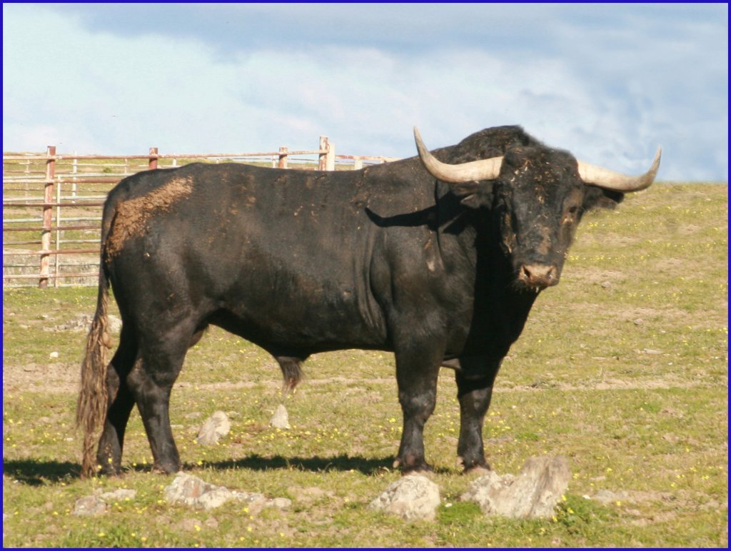 Toro, Torero y Afición: Los toros reseñados por Victorino para Castellón