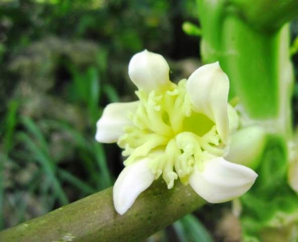 Manfaat tanaman pohon pepaya ~ HerbalNewsPedia