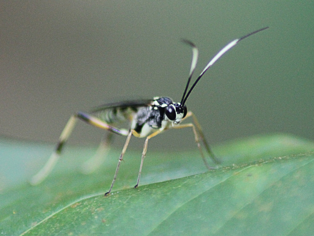 My Shot Gallery of Bengkulu: Black and White Banded Abdomen Ichneumon ...