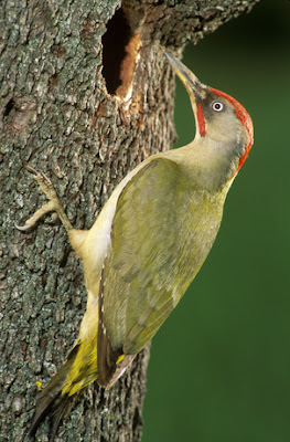 Flora y Fauna de las Sierras de Jaén: PITO REAL
