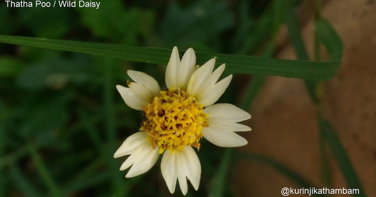 Flowers from My Cam : 1. Thatha Poo / Wild Daisy ~ Kurinji Kathambam
