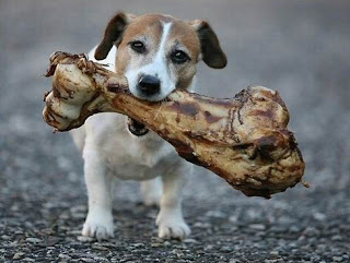 Blurt it out!!!: A Greedy Dog ;-)