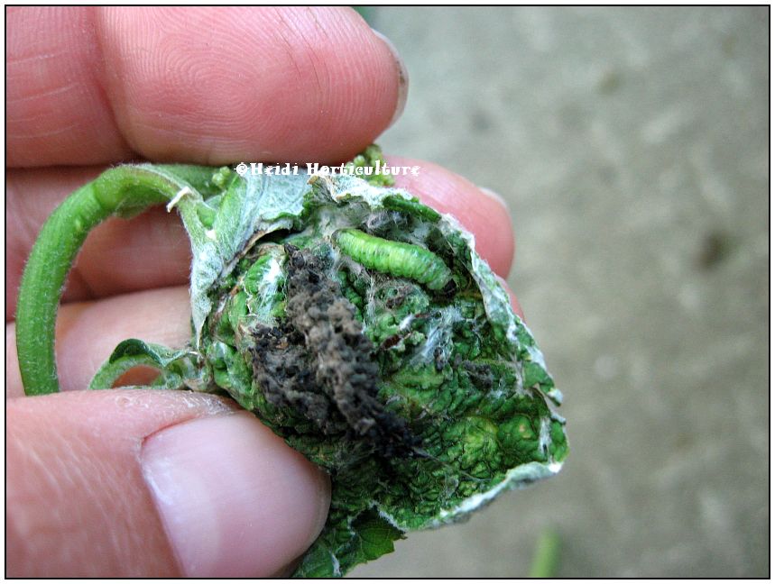 Heidi Horticulture: Annabelle Hydrangea - Leaftier Moth