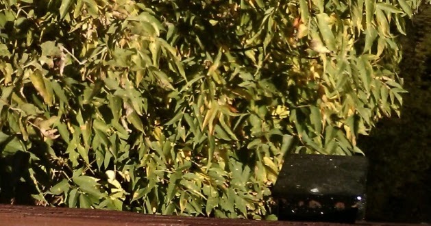 DUS IZ NIES !! Rare View...: Tashlich in Monsey causes Chillul Hashem!