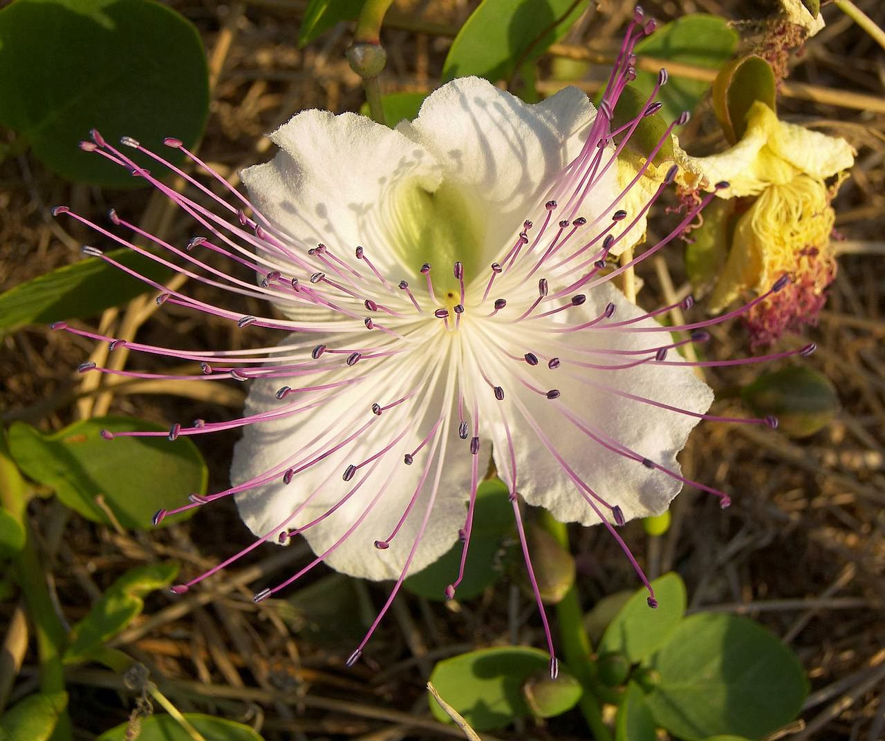 ARTE Y JARDINERÍA : ALCAPARRA (Capparis spinosa L.)