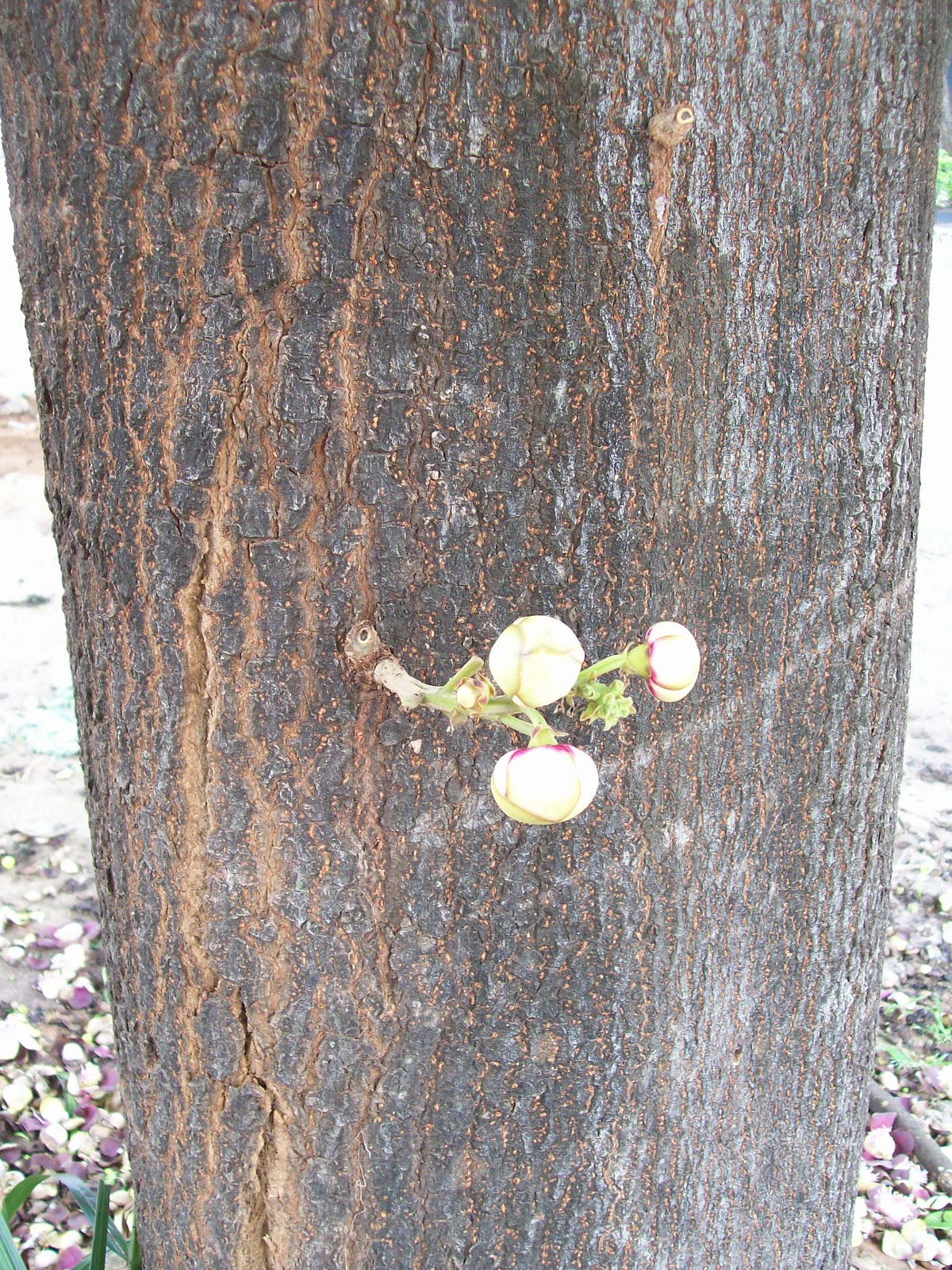 Uma semente por dia: Abricó-de-macaco: árvore, flores, folhas e sementes