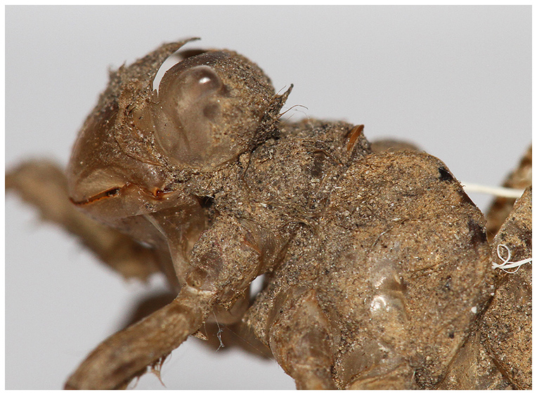 Kent Dragonflies: Scarce Chaser (Libellula fulva) Exuviae