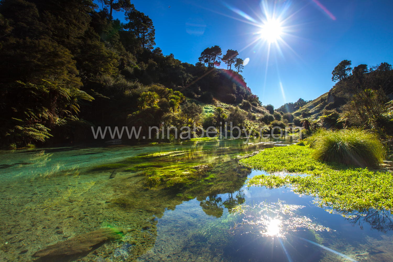 Blue Spring Te Waihou Walkway - No Longer A Secret