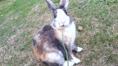 Rabbit | THE NATURE OF THE WORLD