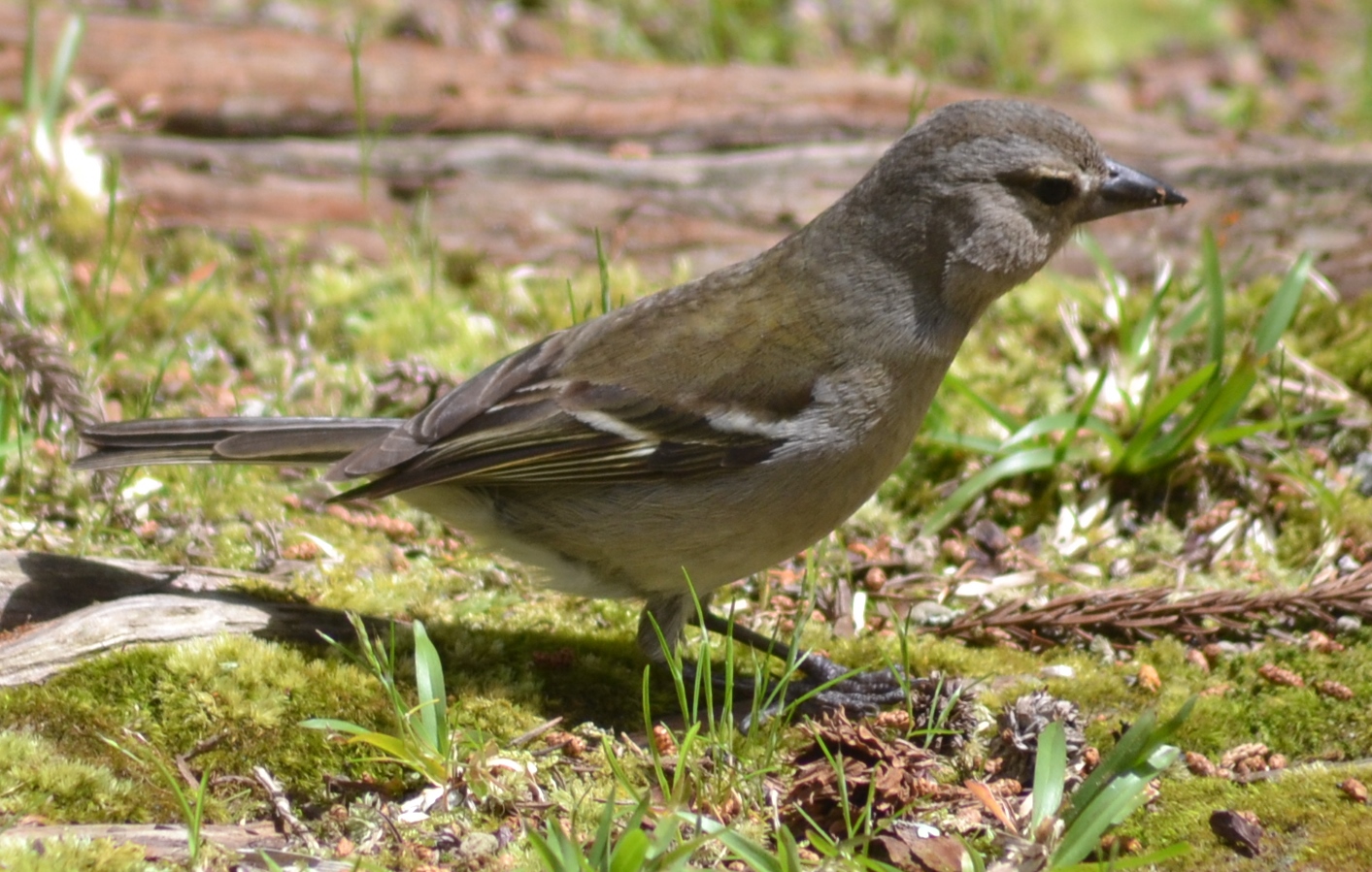 Imagens da vida animal: Tentilhão dos Açores (Fringilla coelebs ...