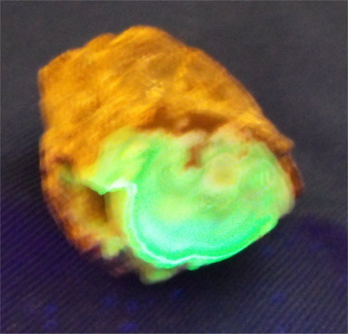 Crystals By Rob: Metaphysical Healing Properties Of Petrified Wood