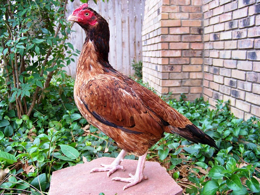 KING GHAZI: PAKISTANI ASEEL