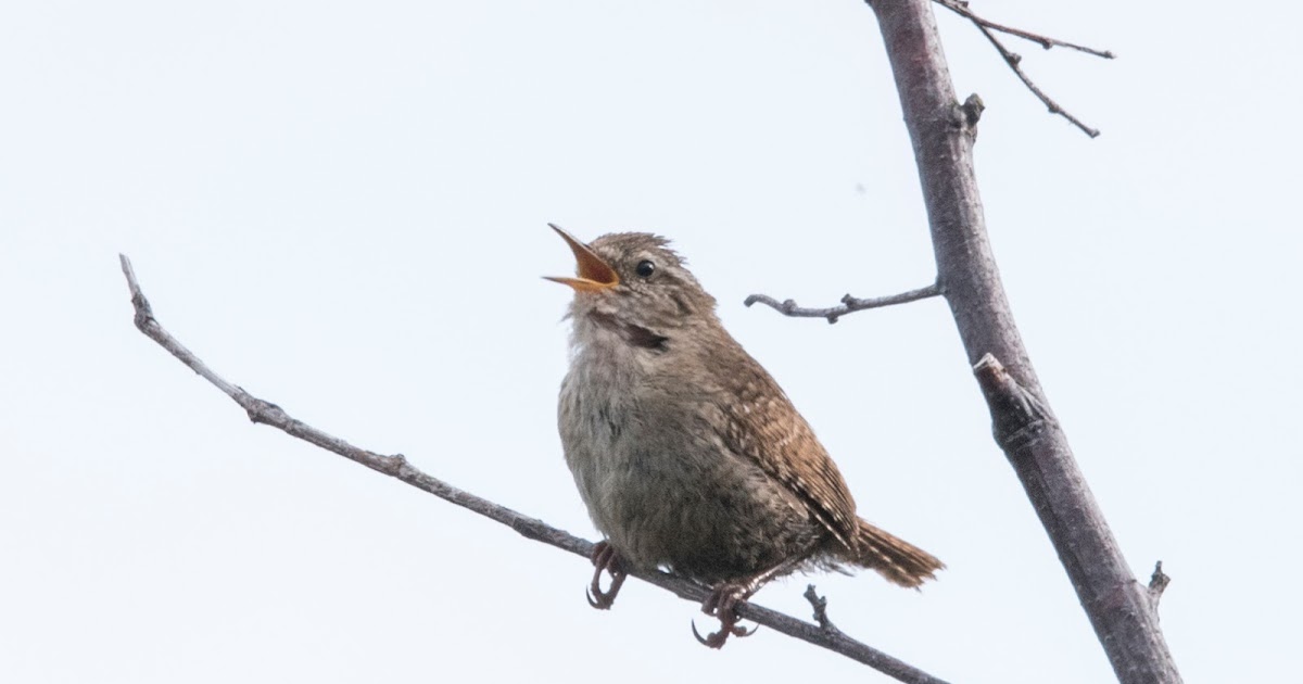Photography by MickB: Scottish Wren & Fledgling