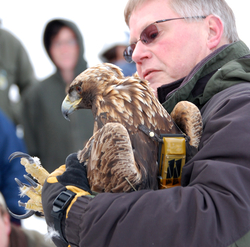 The Raptor Center: Tracking Golden Eagles