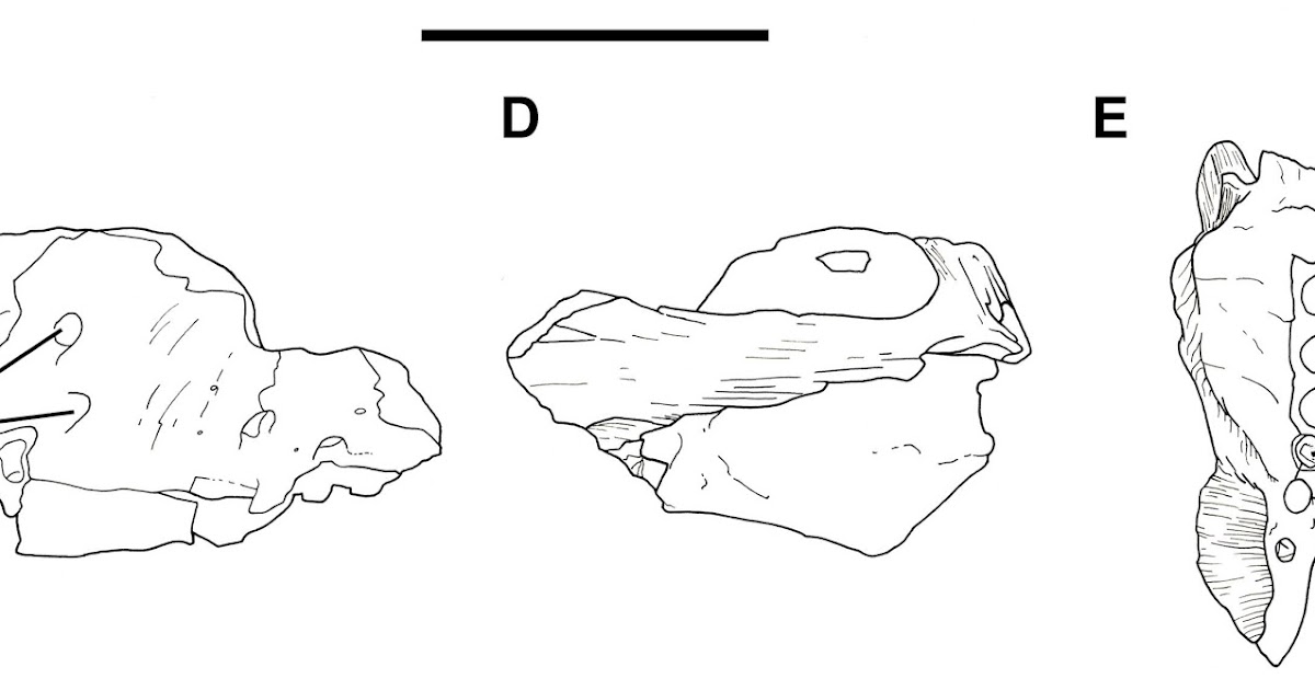 Equatorial Minnesota: Your Friends The Titanosaurs, part 9: "Campylodon ...