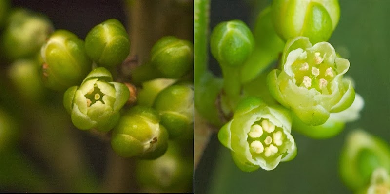 Theobrominated: Fruiting karaka