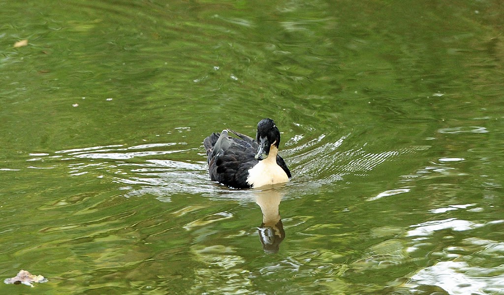 Vogels spotten - vogelsoorten register: Dendermondse eend