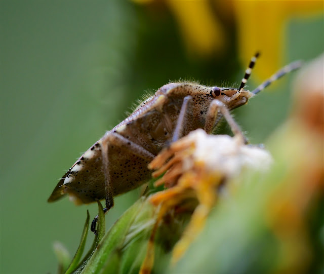 Knuts tips om makrofotografering: Teger på stygg blomst