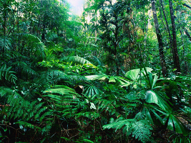 Rainforest Facts | Rainforest Plants