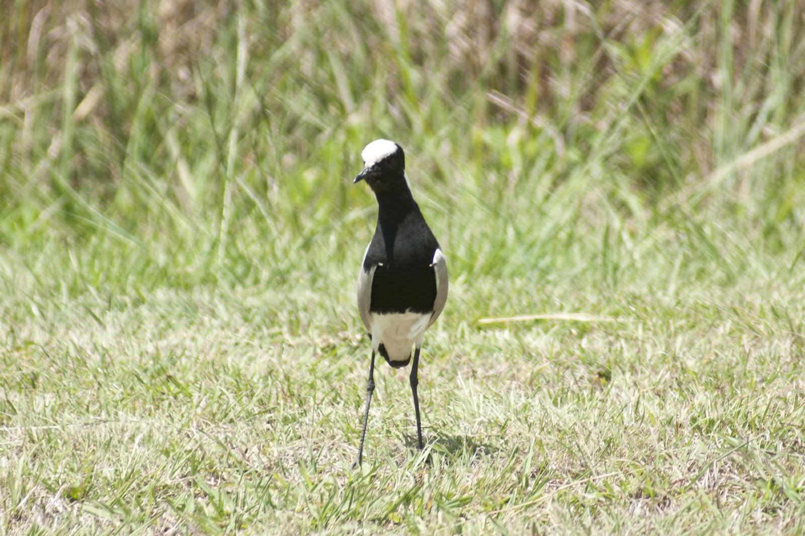 Gerald Ferreira Photographs: Photographs of Kiewiet Birds