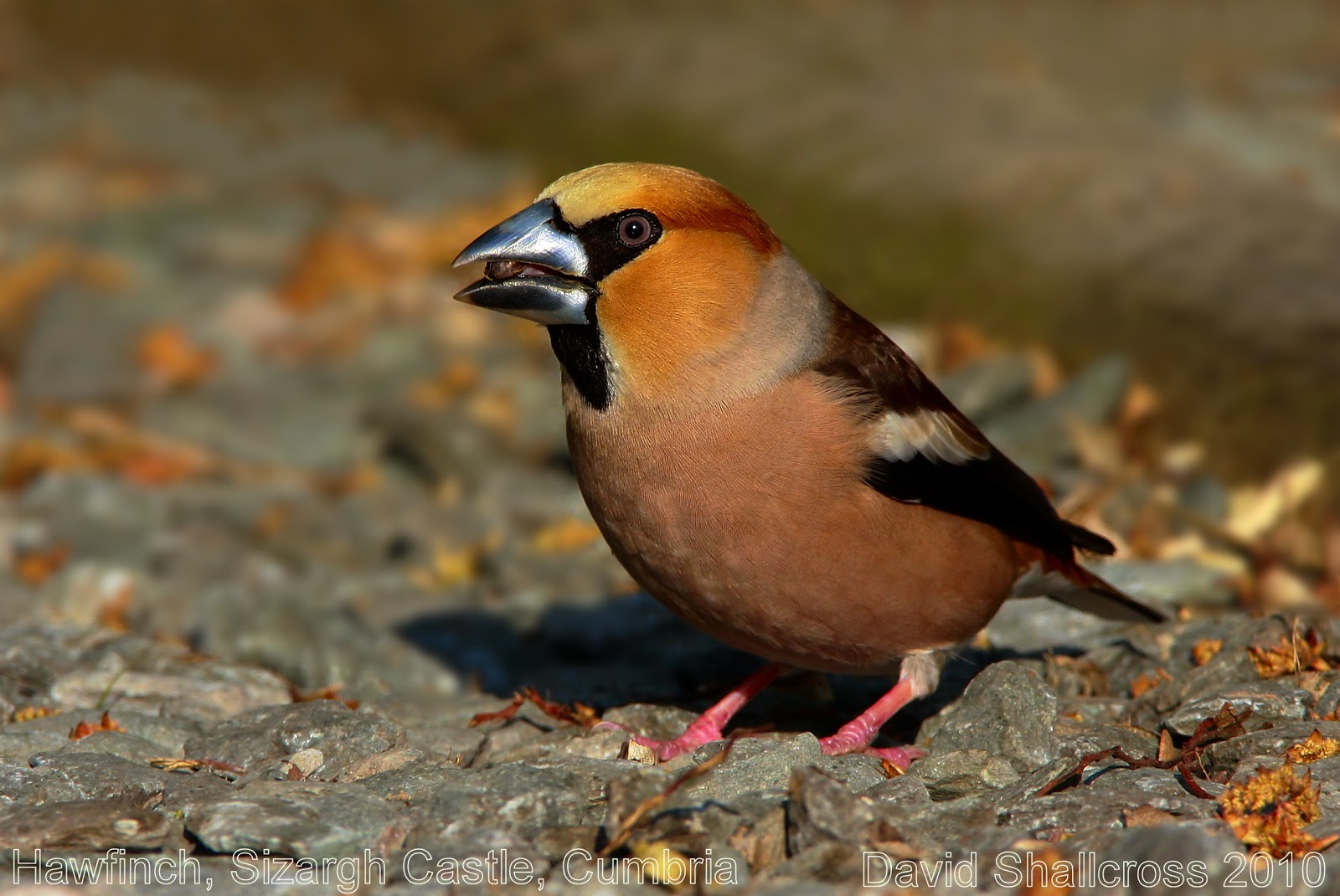 Leigh Ornithological Society: Fieldtrip to Leighton Moss and Sizergh ...