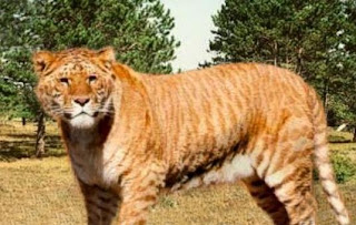 Liger Species | Animals In The World