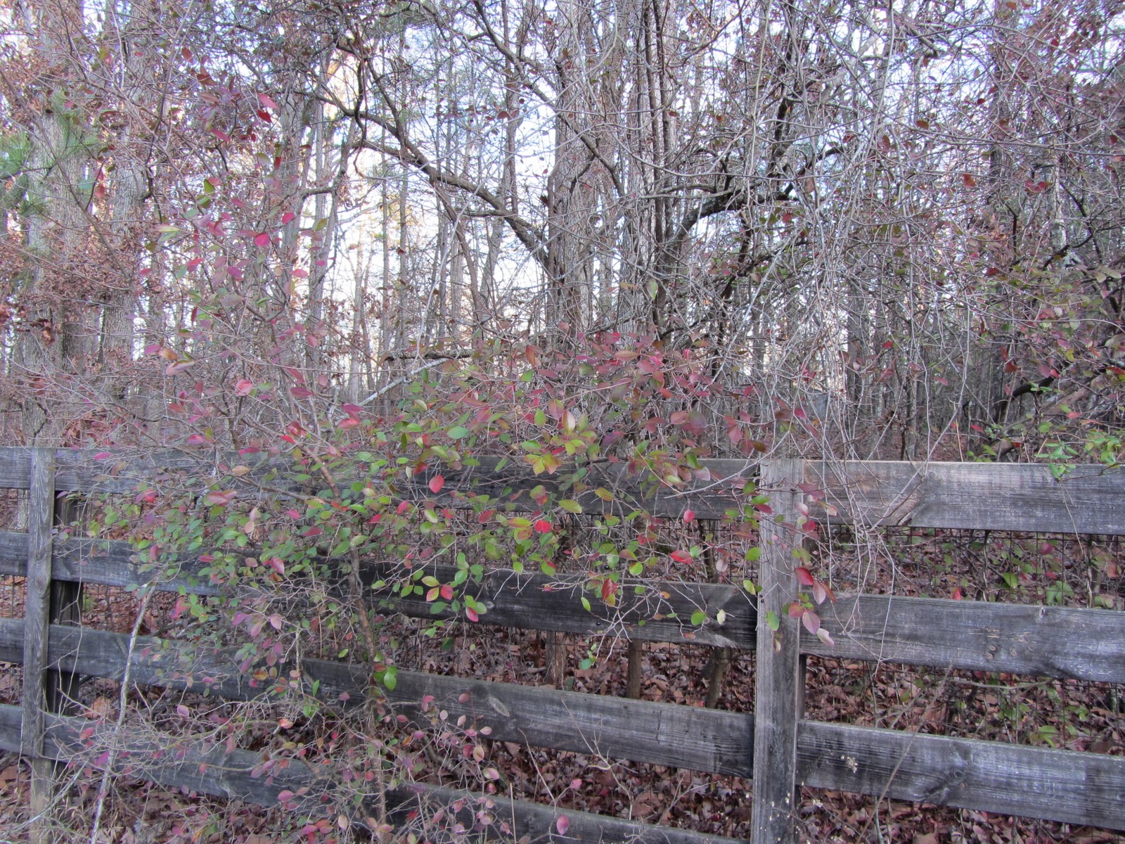 Using Georgia Native Plants: Birds Love a Thicket