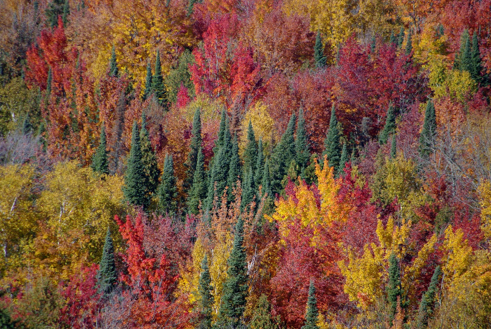 Life in Rice Lake, WI: Gordon Fire Tower Trip