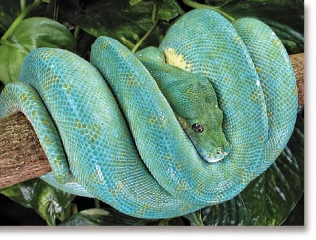 EL MUNDO QUE DESCONOCES : LAS SERPIENTES MAS HERMOSAS