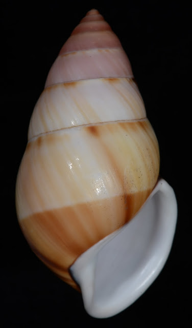 Dr. Lee's Gallery Museum: Amphidromus inversus annamiticus 56.25mm ...