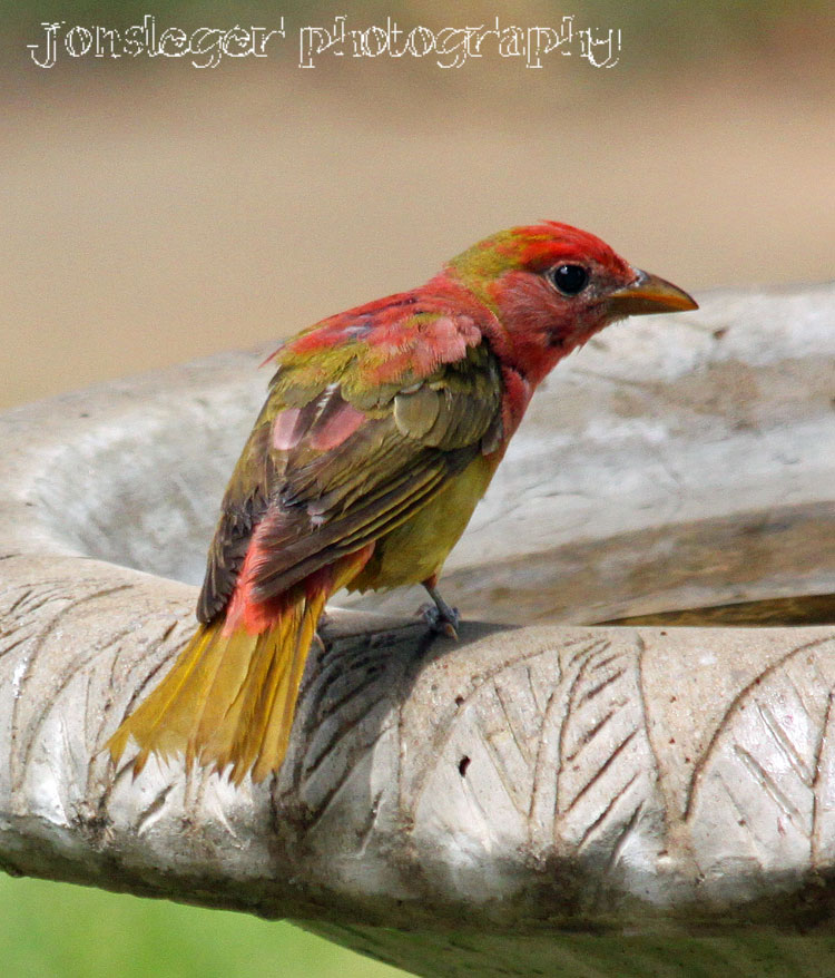 Northern Illinois Birder: Summer Tanager - Texas Birds