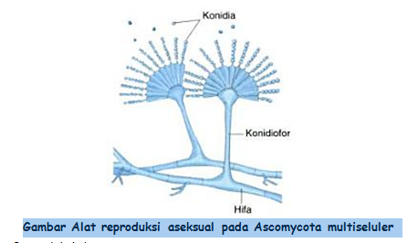 Klasifikasi jamur: Divisi Ascomycota - BELAJAR BIOLOGI