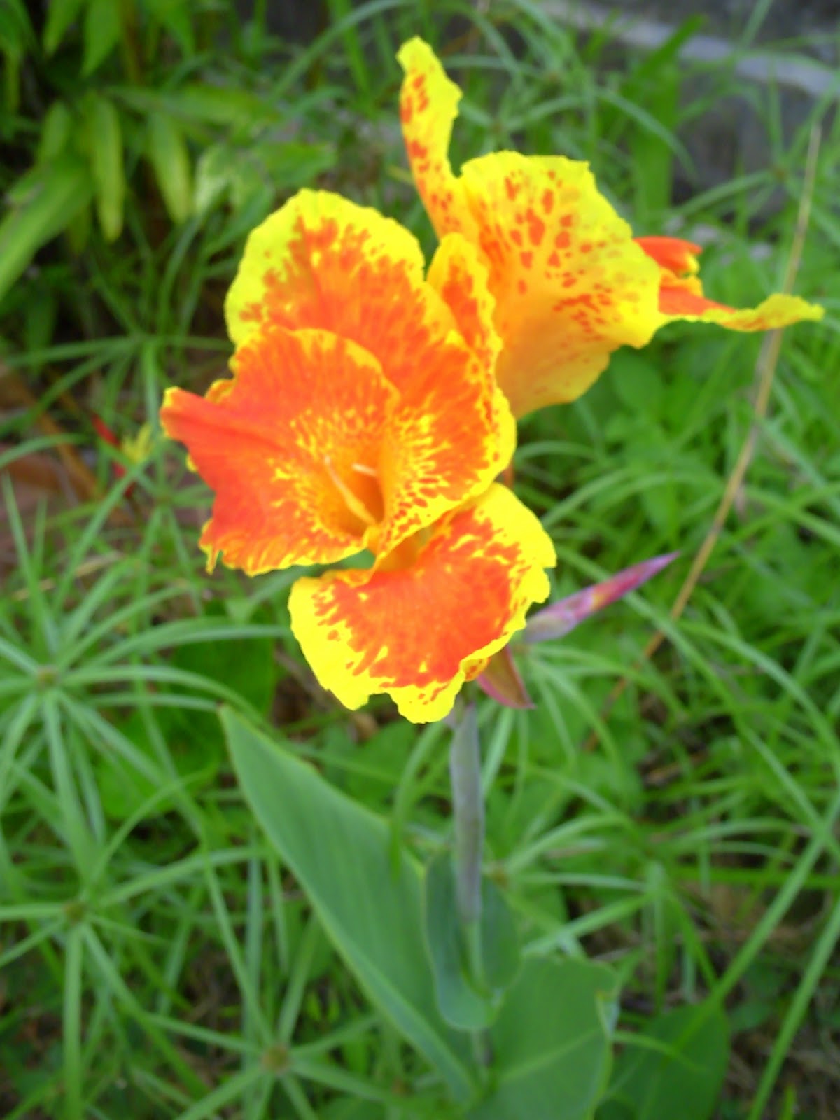 Bunga Canna (Kuning & Oren)