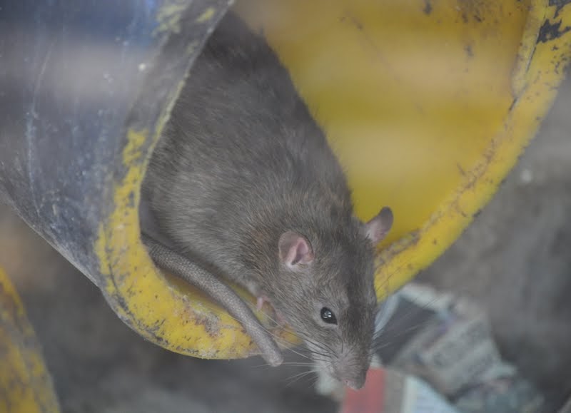 ZOOTOGRAFIANDO (6.100 ANIMALS): RATA COMÚN / BROWN RAT (Rattus norvegicus)